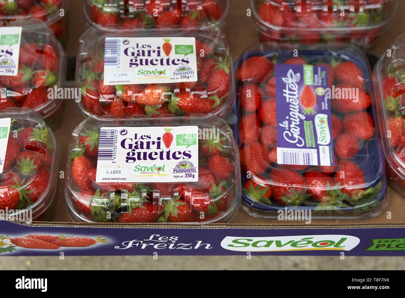 France, Finistere, Saveol Cooperative, trays of strawberries Gariguette ...