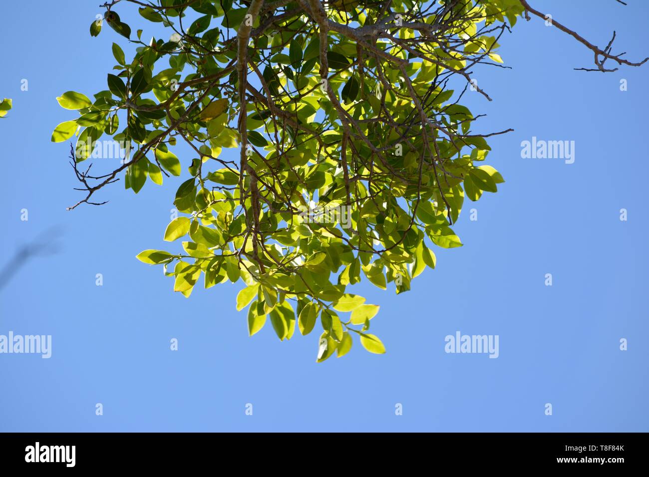View from underneath tree hi-res stock photography and images - Alamy