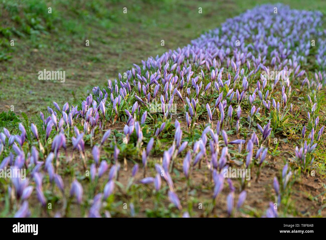 Saffron Field Stock Photos & Saffron Field Stock Images - Alamy