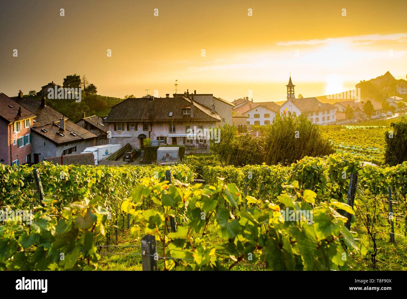 Switzerland, Canton of Vaud, the Lavaux vineyards, listed as World ...