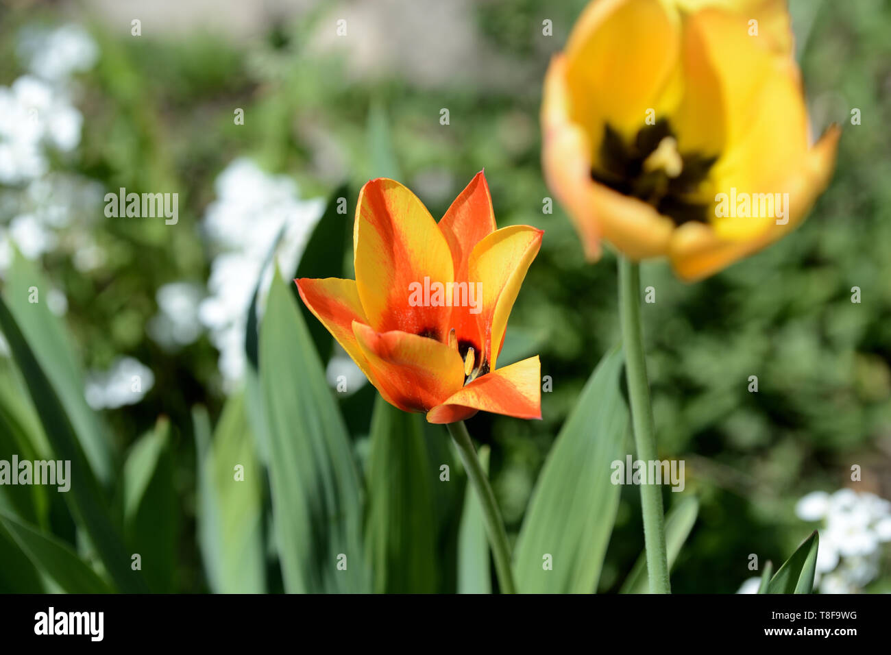 Yellow tulip close up in the spring garden on a bright day Stock Photo ...