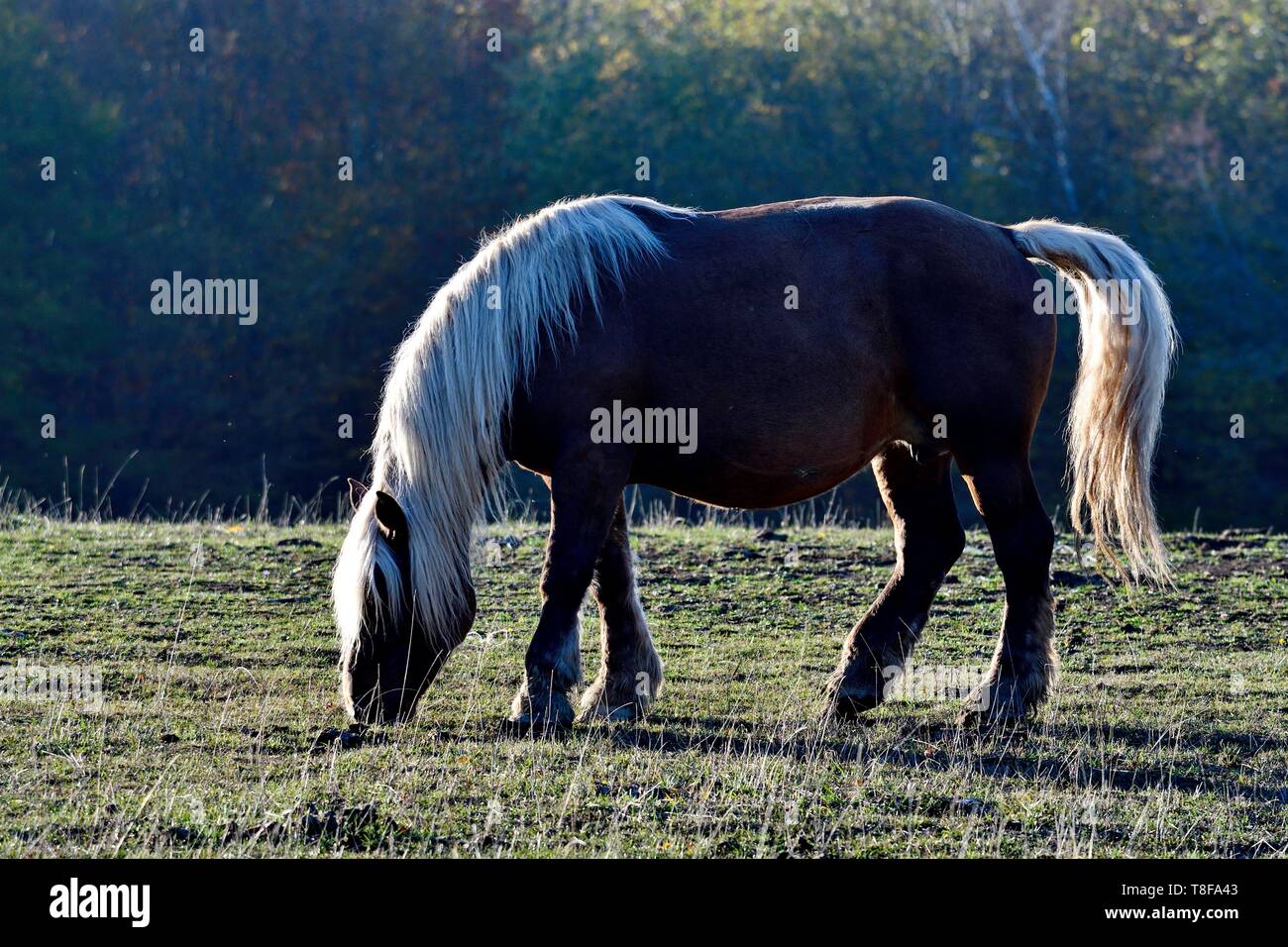 Comtois horse horse hi-res stock photography and images - Alamy