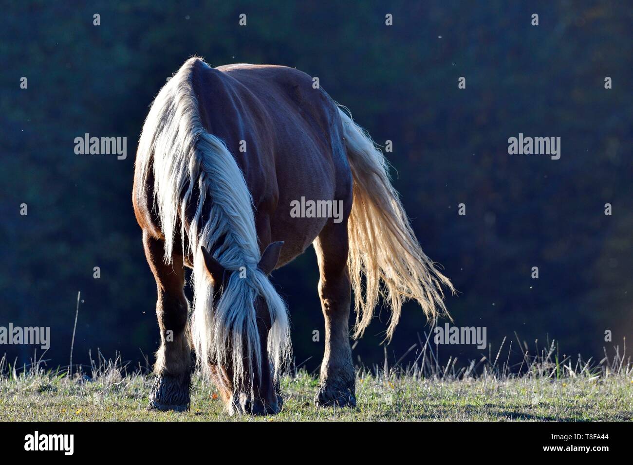 Comtois horse hi-res stock photography and images - Alamy