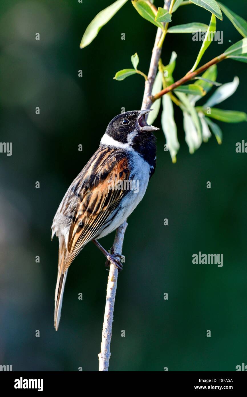 France, Doubs, Reed Bunting (Emberiza schoeniclus), male, singing Stock ...