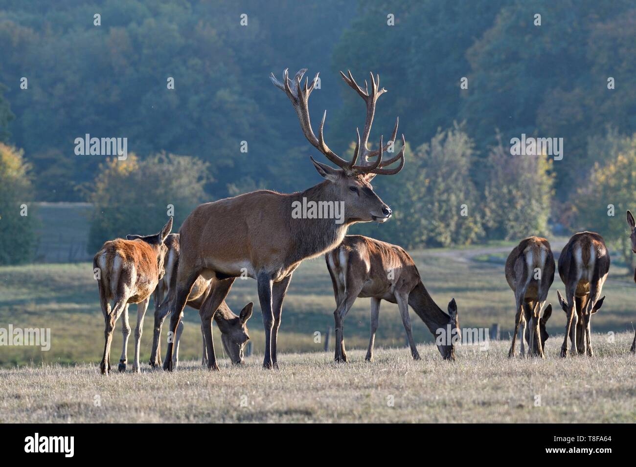 Slaughter animals hi-res stock photography and images - Alamy
