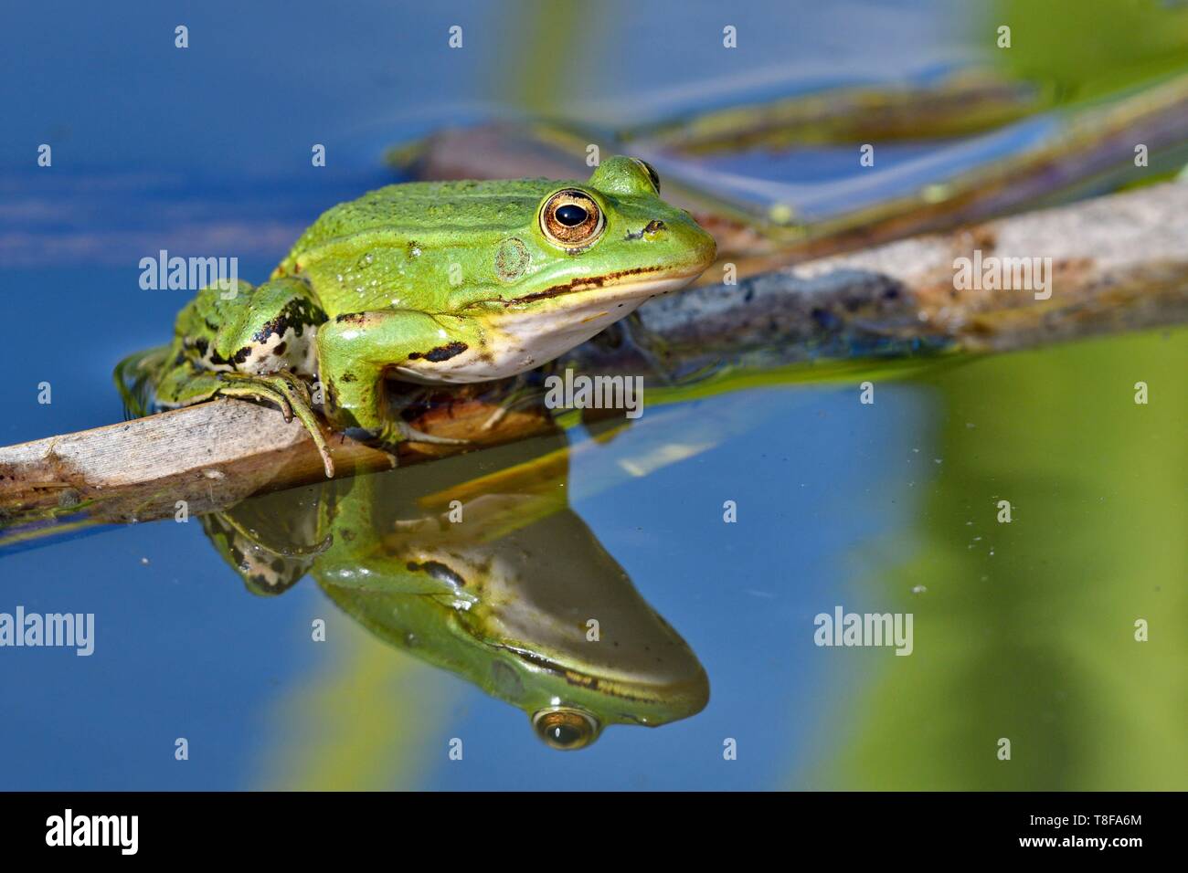France, Doubs, Batrachian, Green Frog (Rana esculenta Stock Photo - Alamy