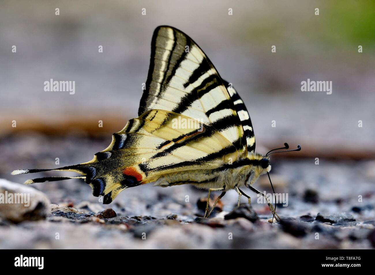 Number one butterfly hi-res stock photography and images - Alamy