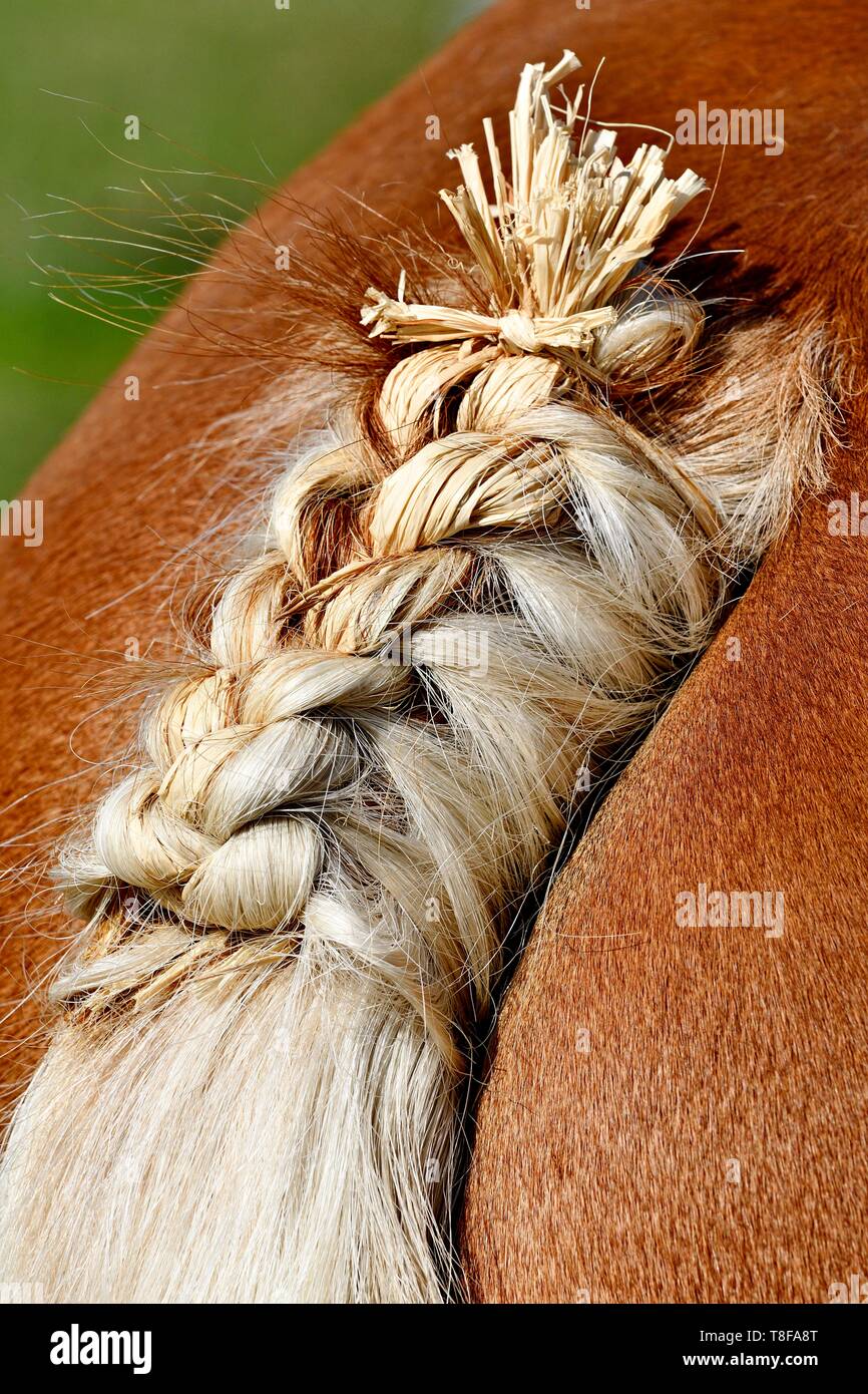Horse tail braid hi-res stock photography and images - Alamy