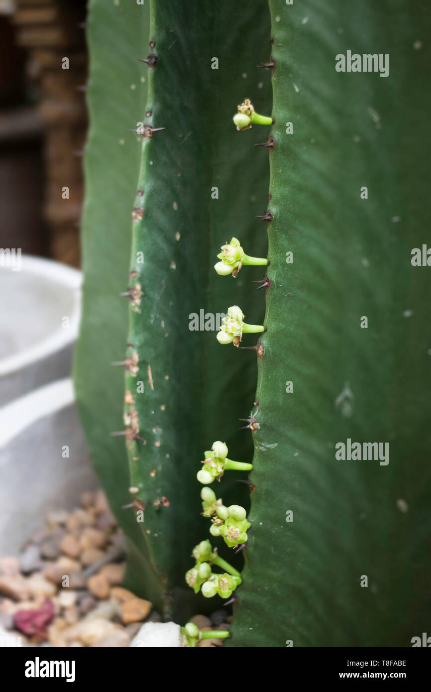 Close-up shot side view of cactus, stock photo Stock Photo - Alamy