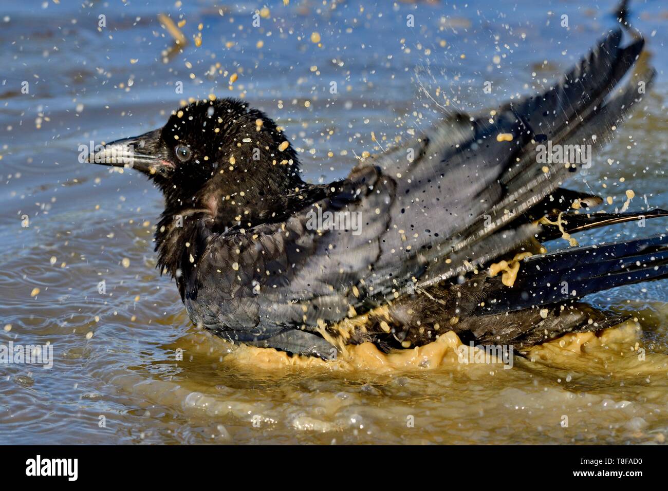 People bathing in pond hi-res stock photography and images - Alamy
