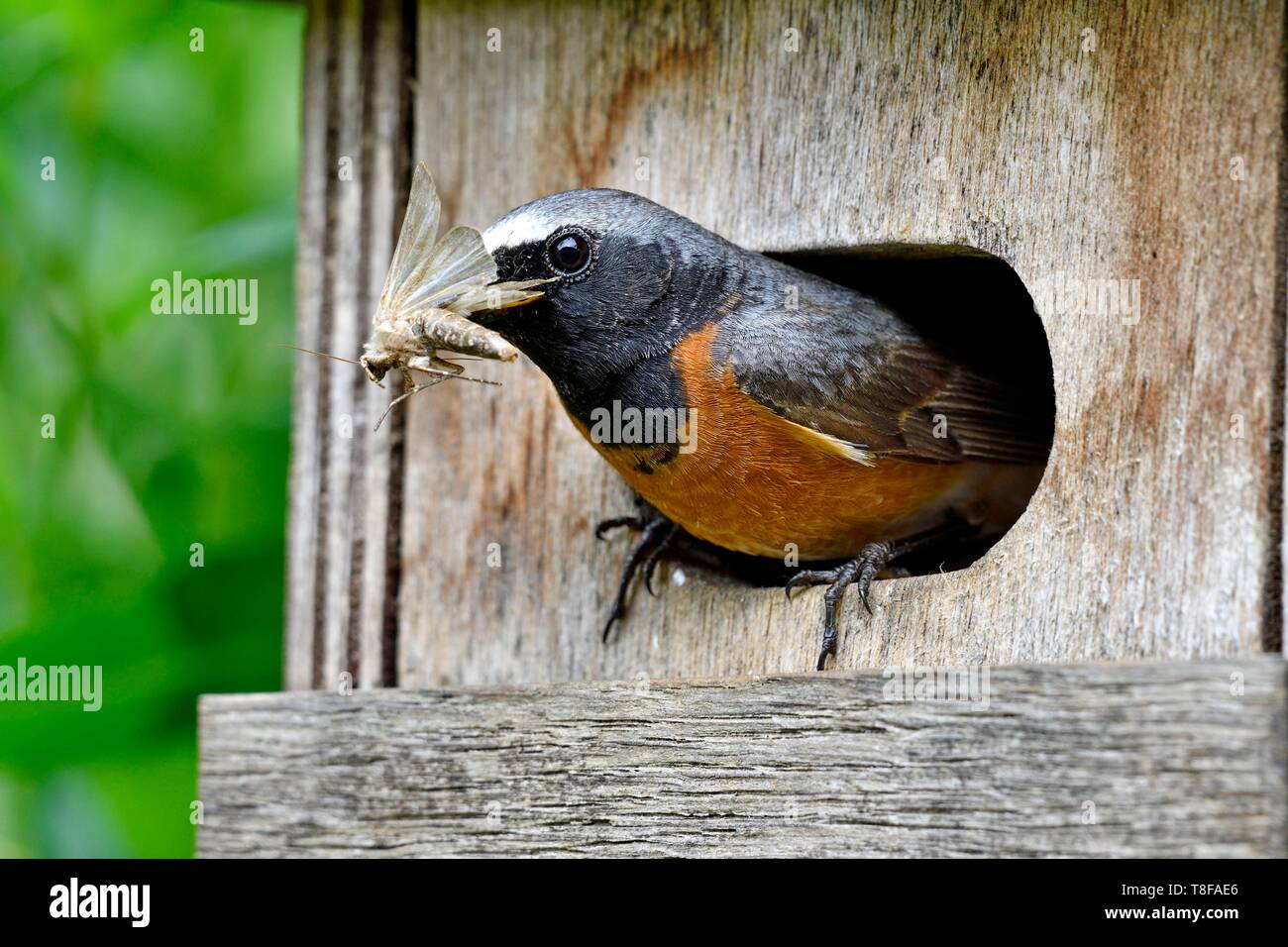 France, Doubs, Common redstart (Phoenicurus phoenicurus) male feeding ...