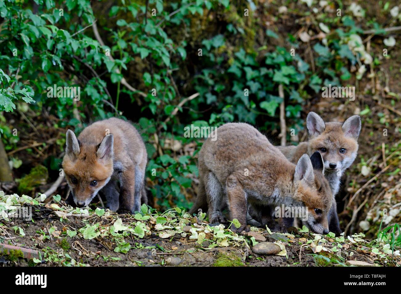 Animals burrow hi-res stock photography and images - Alamy