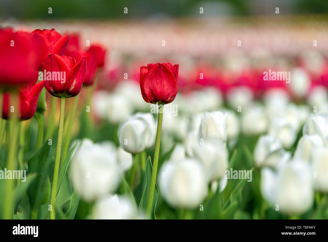 Spring fields of blooming tulip. Beauty outdoor scene. Colorful flowers ...
