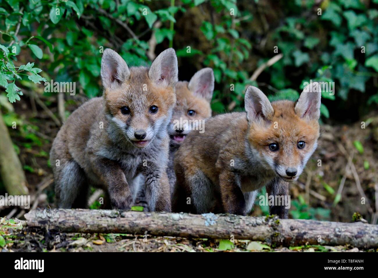 Animals burrow hi-res stock photography and images - Alamy