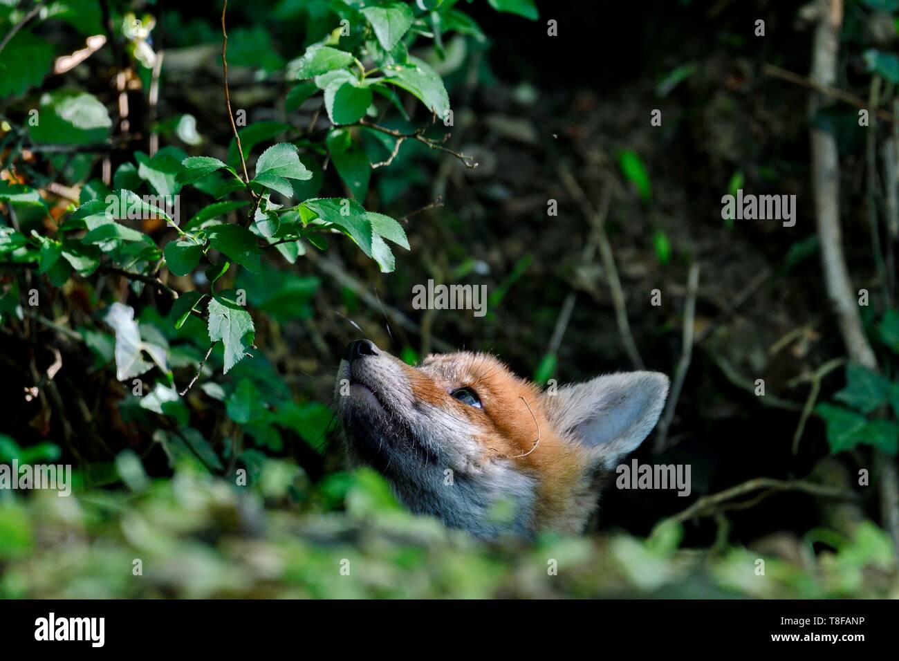 Animal burrow hi-res stock photography and images - Alamy