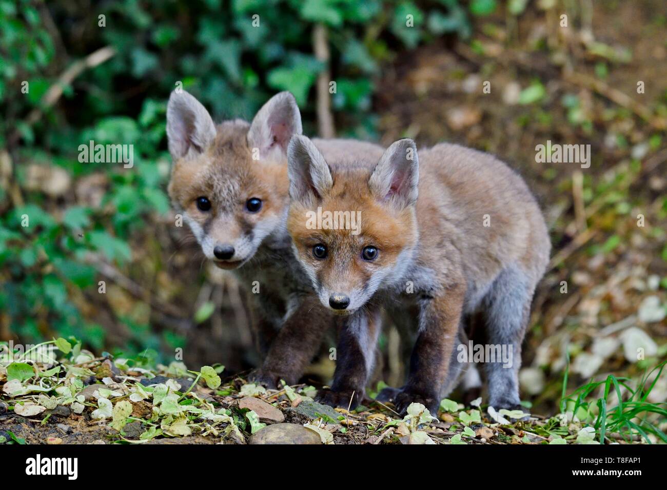 Animals burrow hi-res stock photography and images - Alamy