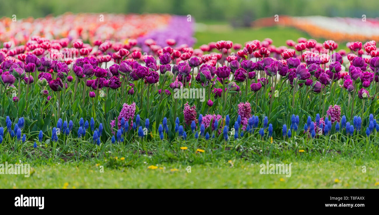 Spring fields of blooming tulip. Beauty outdoor scene. Colorful flowers ...