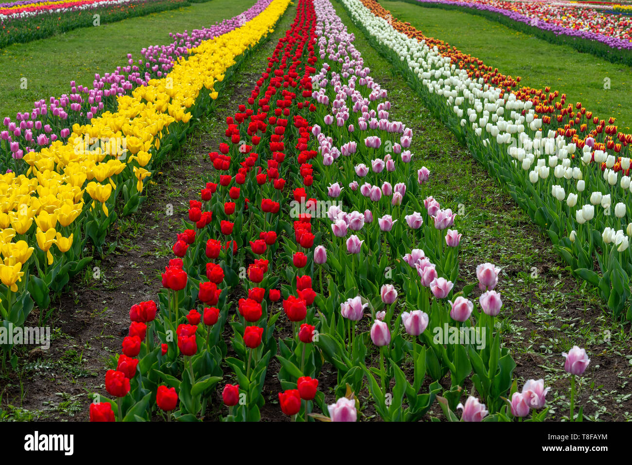Spring fields of blooming tulip. Beauty outdoor scene. Colorful flowers ...