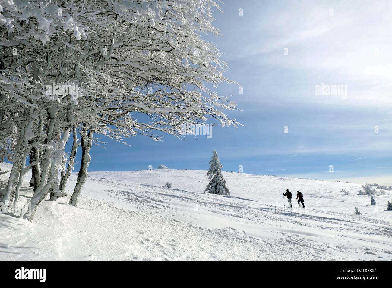 M sylvatica hi-res stock photography and images - Alamy