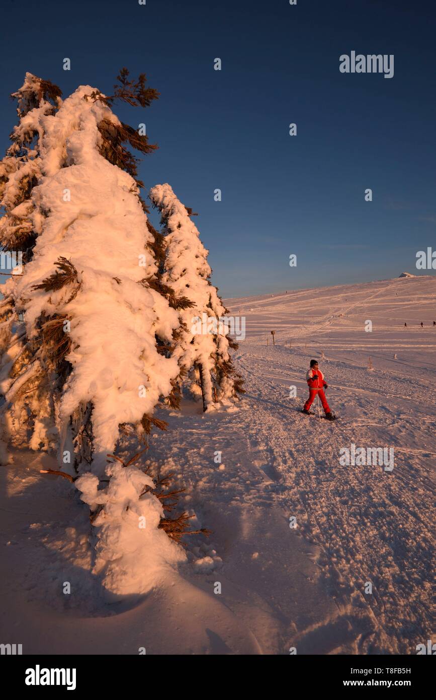 France, Haut Rhin, Hautes Vosges, Le Hohneck (1363 m), summit, spruces ...