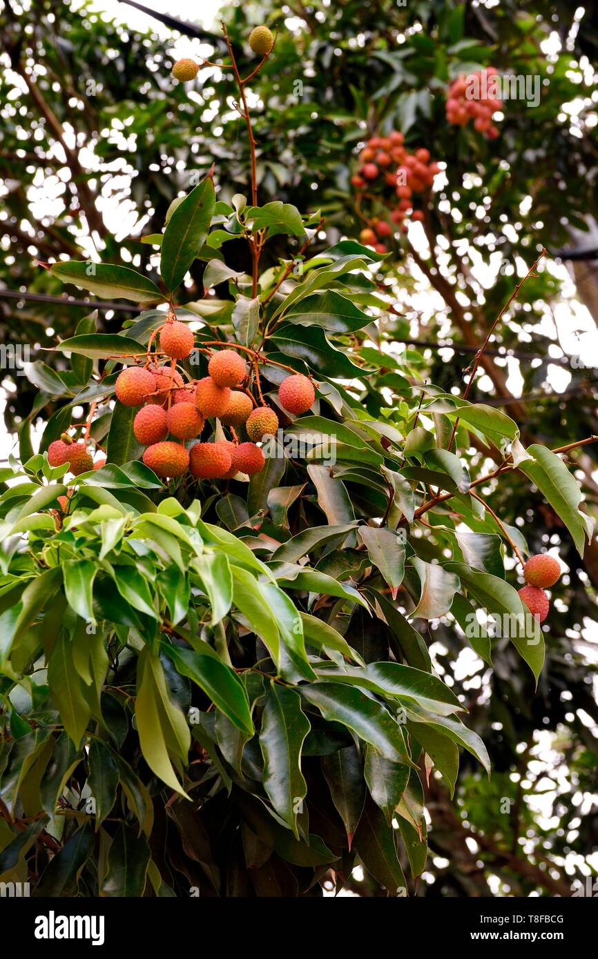 Litchi tree hi-res stock photography and images - Alamy