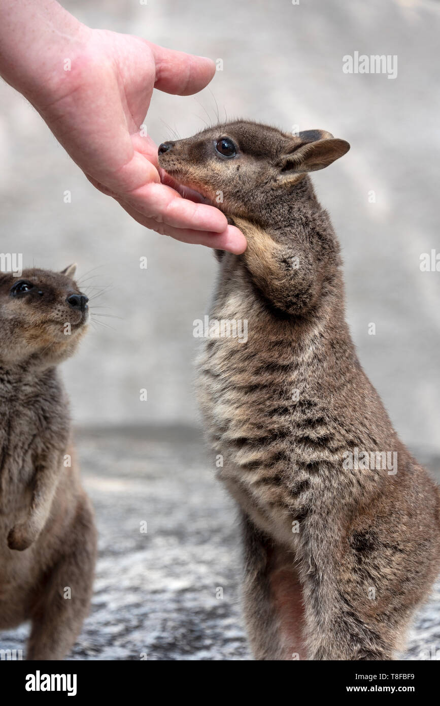 Endangered wallaby hi-res stock photography and images - Alamy