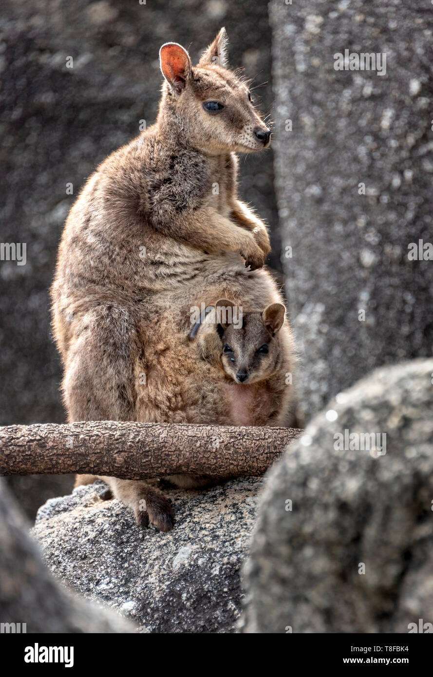 North queensland wallabies hi-res stock photography and images - Alamy