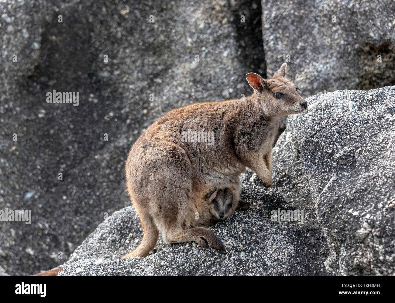 Mother and baby in pouch Stock Photo - Alamy