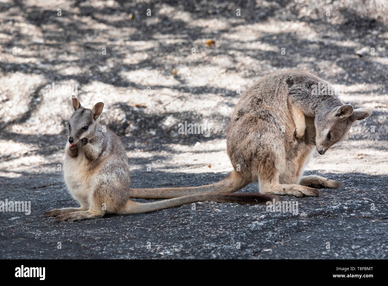 Wallaby Hopping High Resolution Stock Photography and Images - Alamy