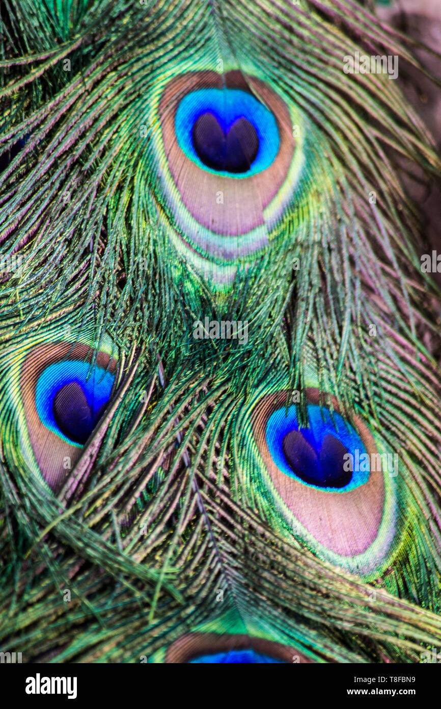 Pluma multicolor hi-res stock photography and images - Alamy