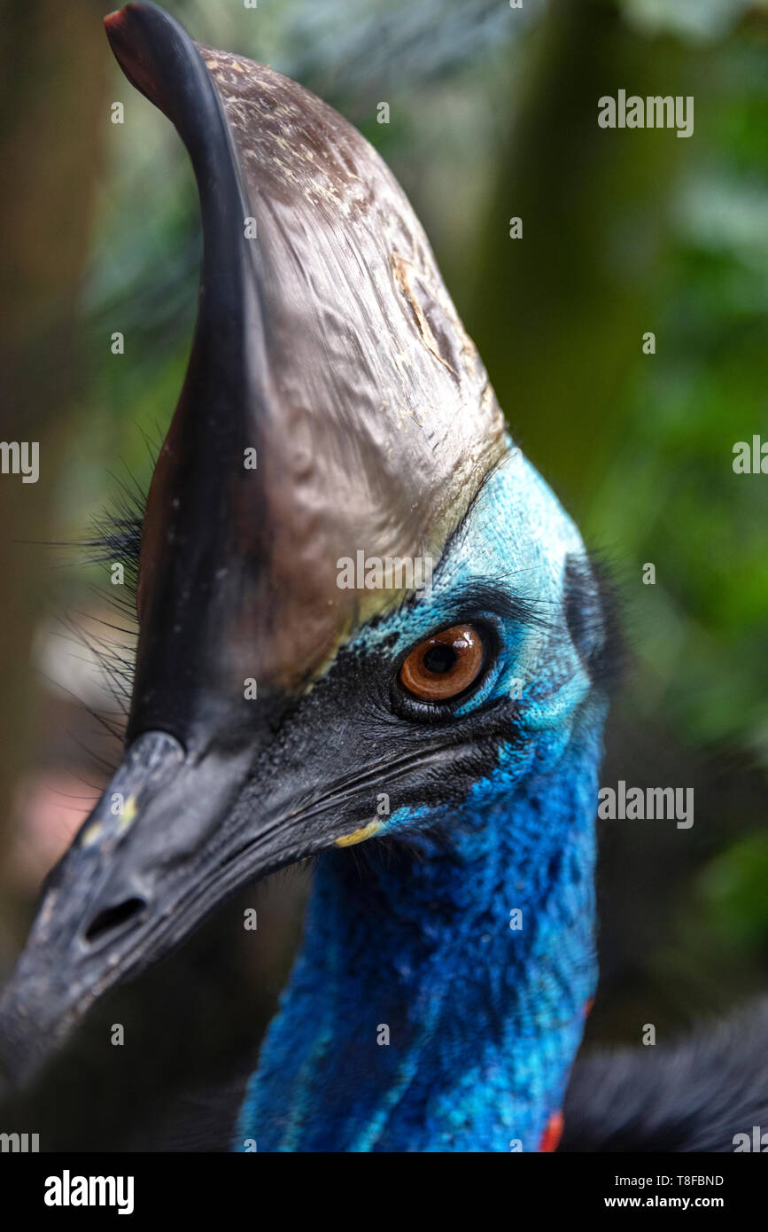 Cassowary eye hi-res stock photography and images - Alamy