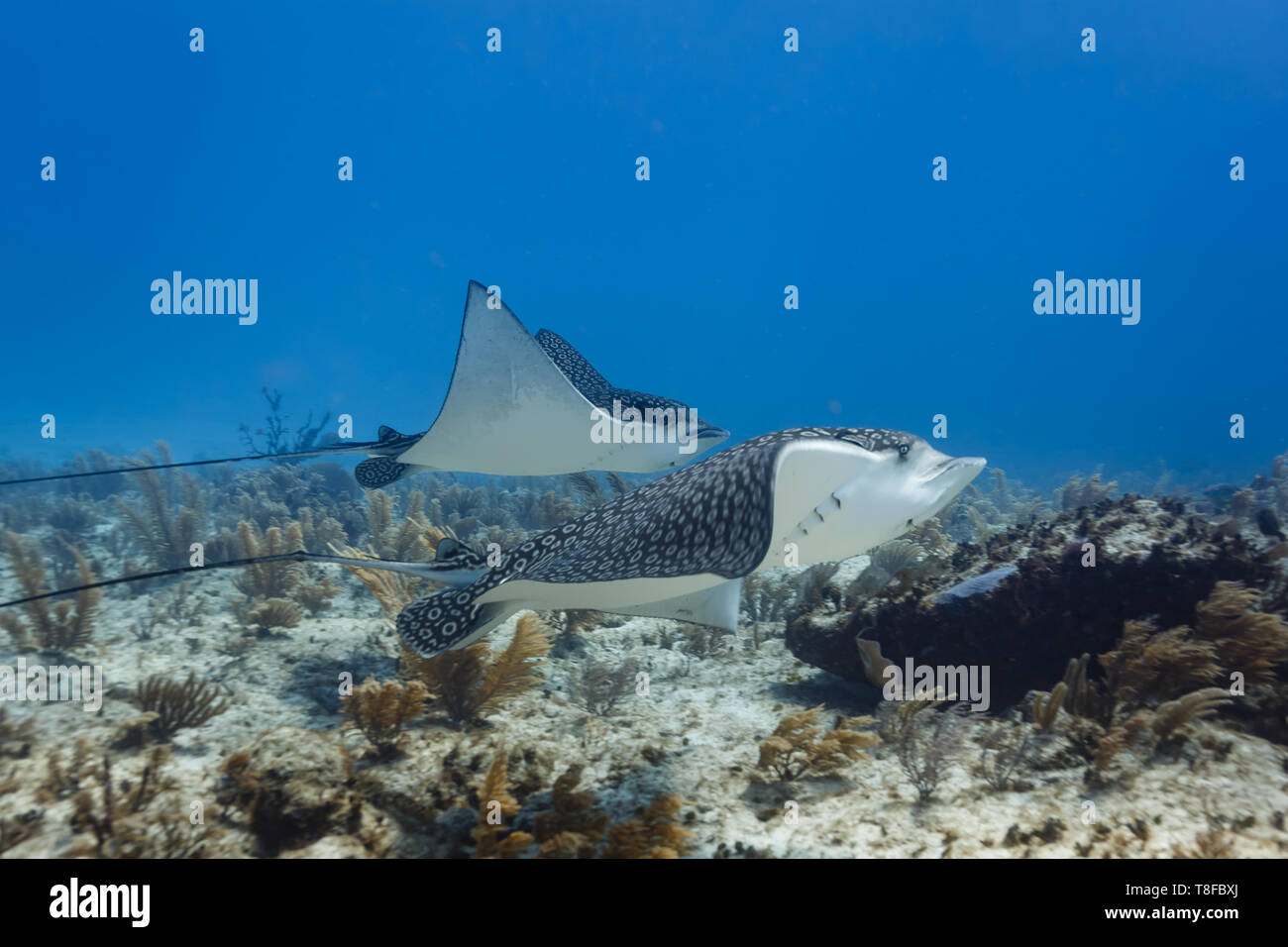 Close up of a pair of giant spotted,eagle rays,Aetobatus narinari ...