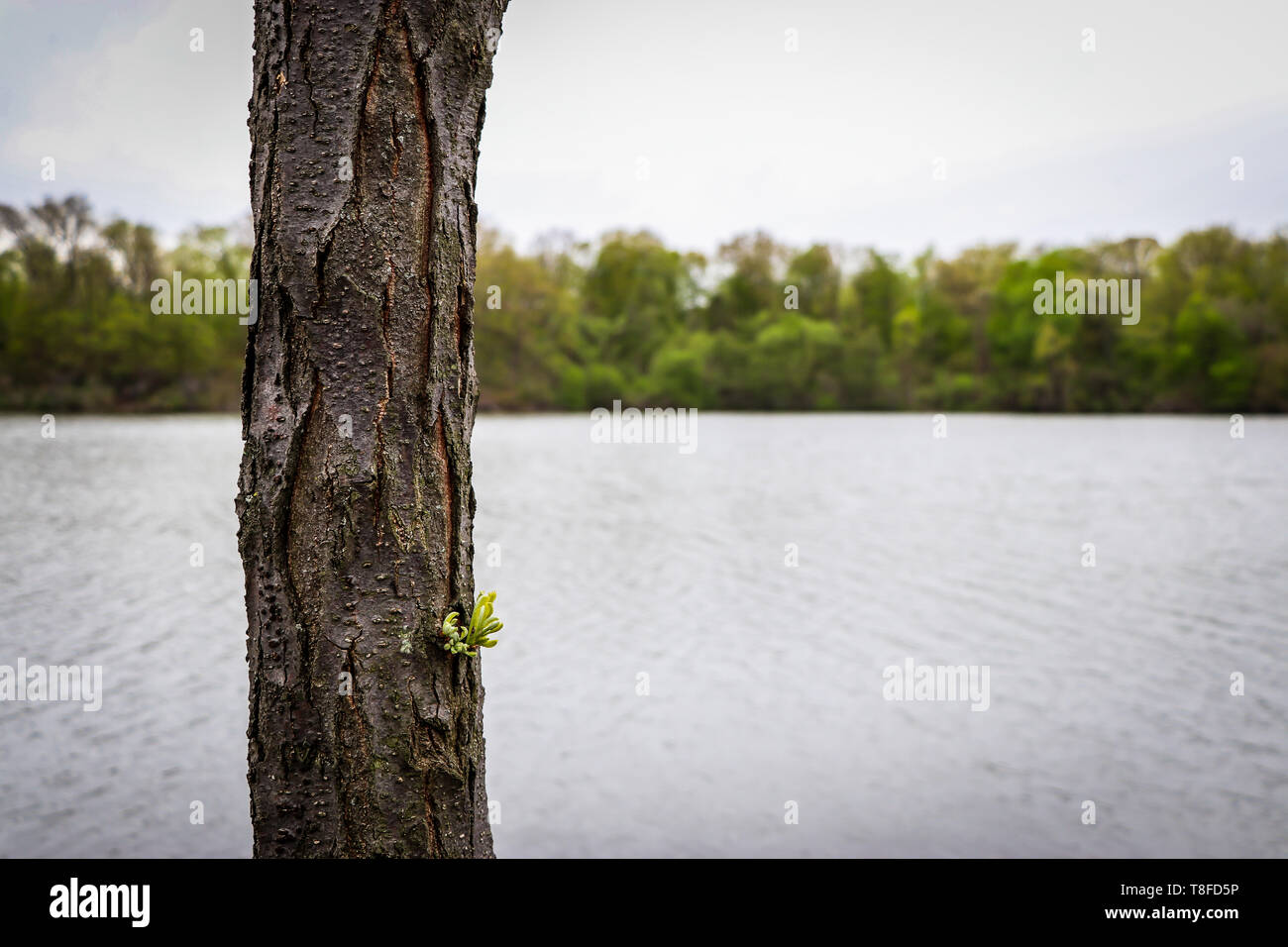 Sprouting Tree at Newburgh Lake Michigan Stock Photo - Alamy