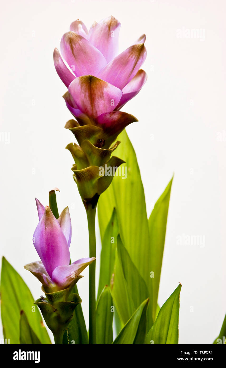 Curcuma flower hi-res stock photography and images - Alamy