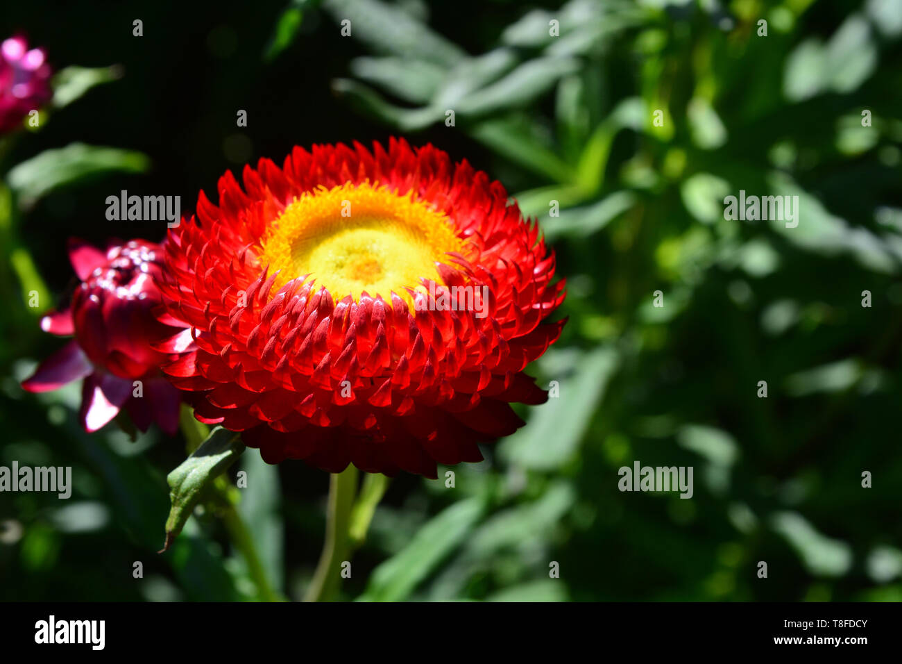 straw flower or everlasting or paper daisy flower and copy space for ...