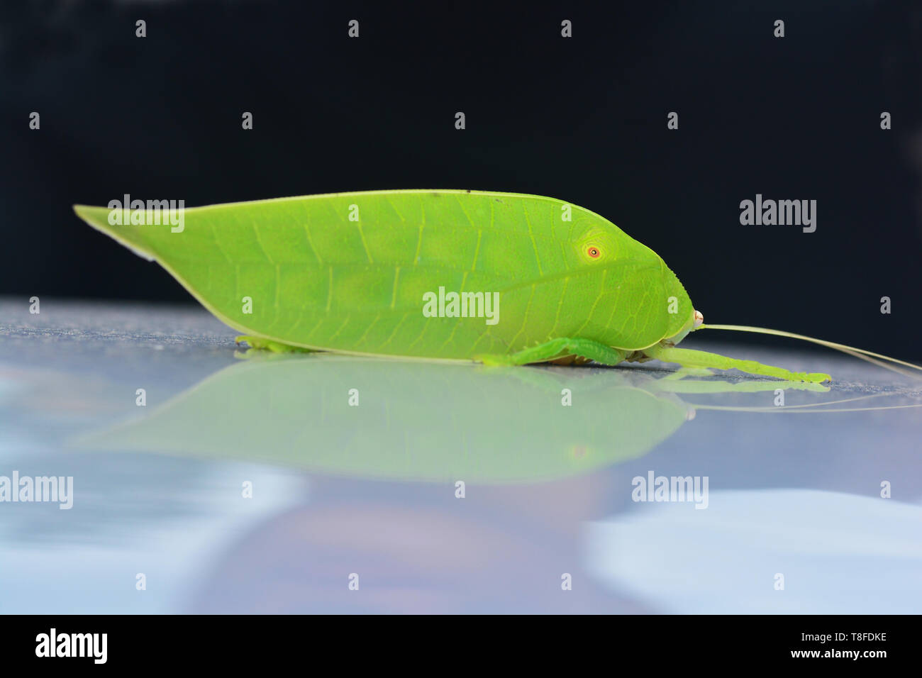 Pseudophyllus titans or giant leaf katydid (giant leaf bug) ** note ...