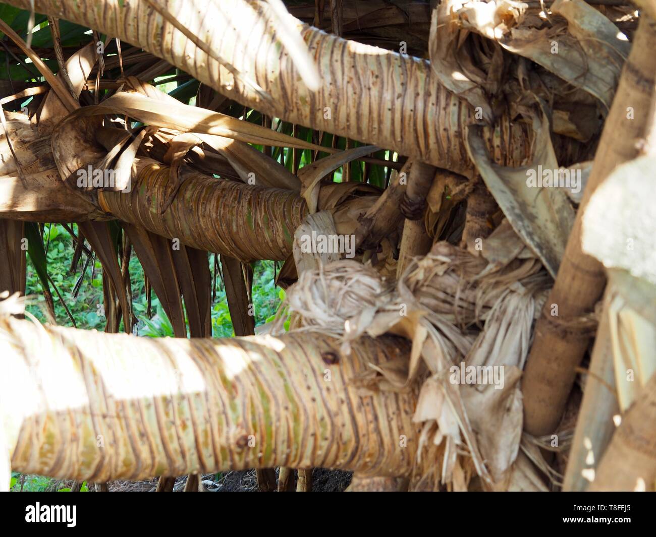Tree pandanus beach coastal tropical hi-res stock photography and ...