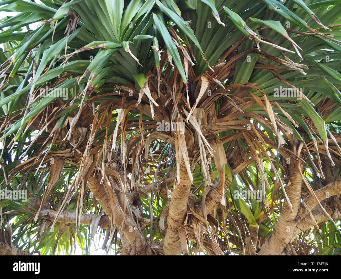Tree pandanus beach coastal tropical hi-res stock photography and ...