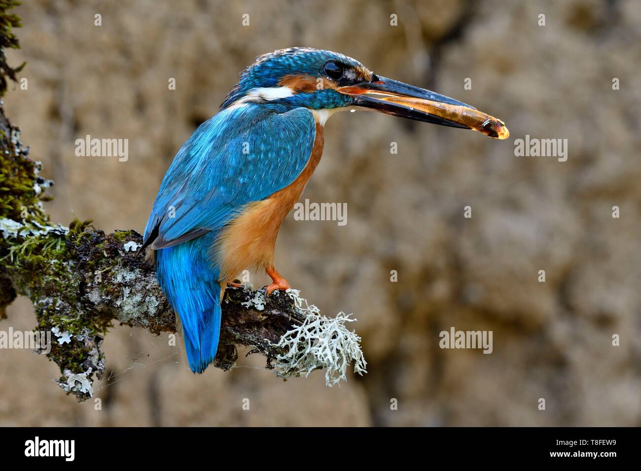 France, Doubs, Allenjoie, Allan River, breeding, feeding, Kingfisher ...