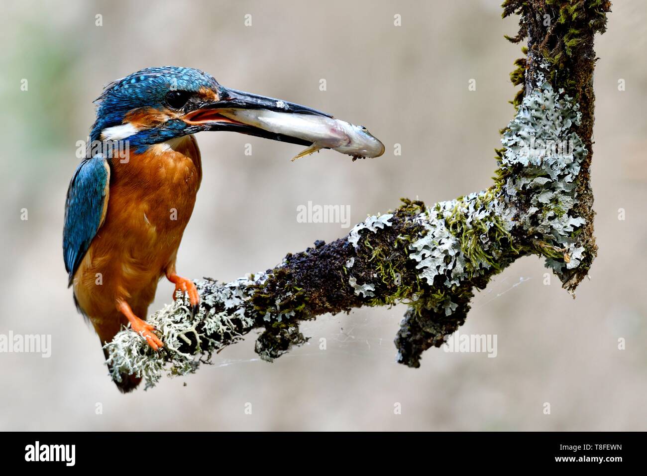 France, Doubs, Allenjoie, Allan River, breeding, feeding, Kingfisher ...