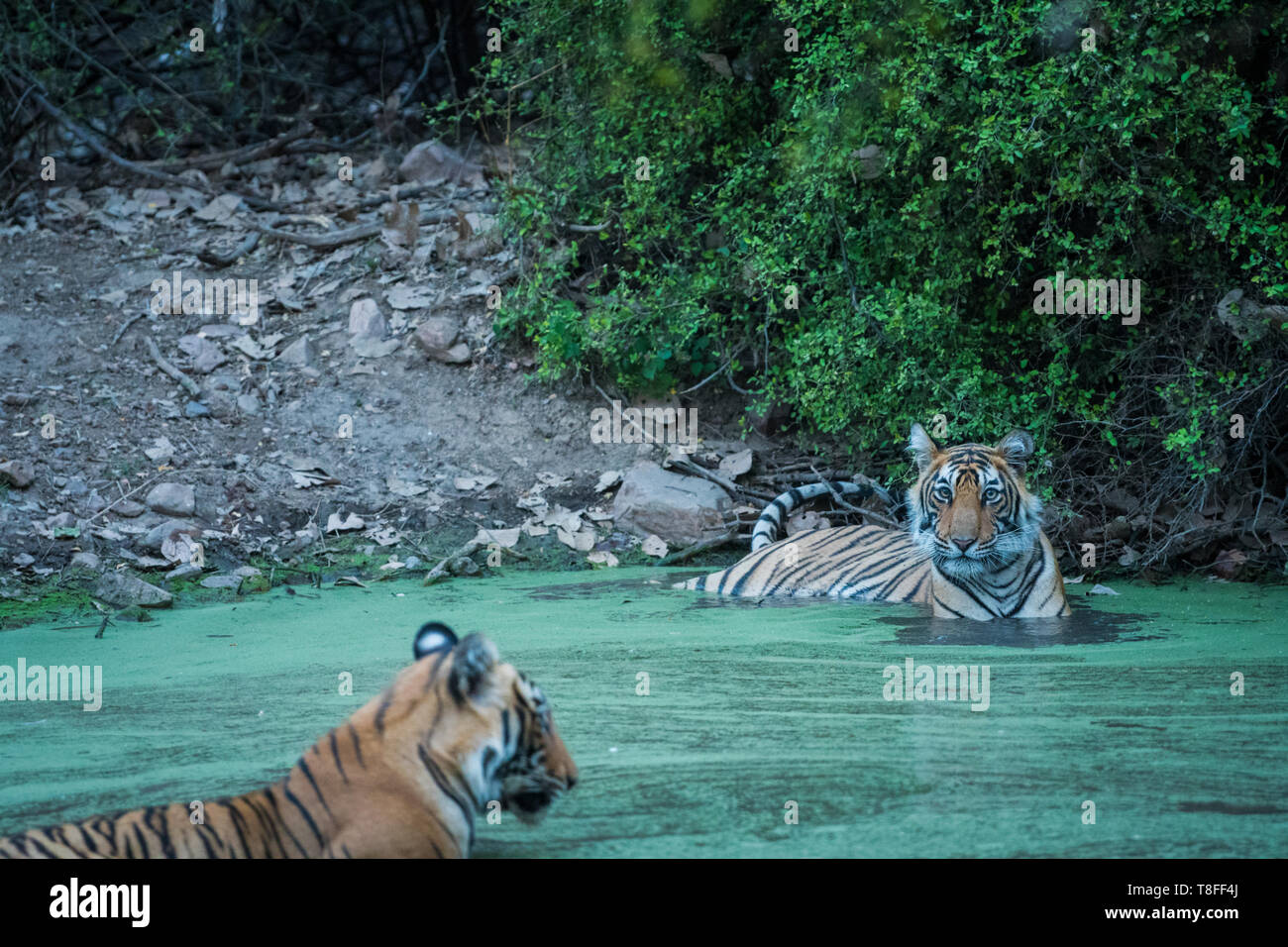 Monsoon bengal tiger hi-res stock photography and images - Alamy