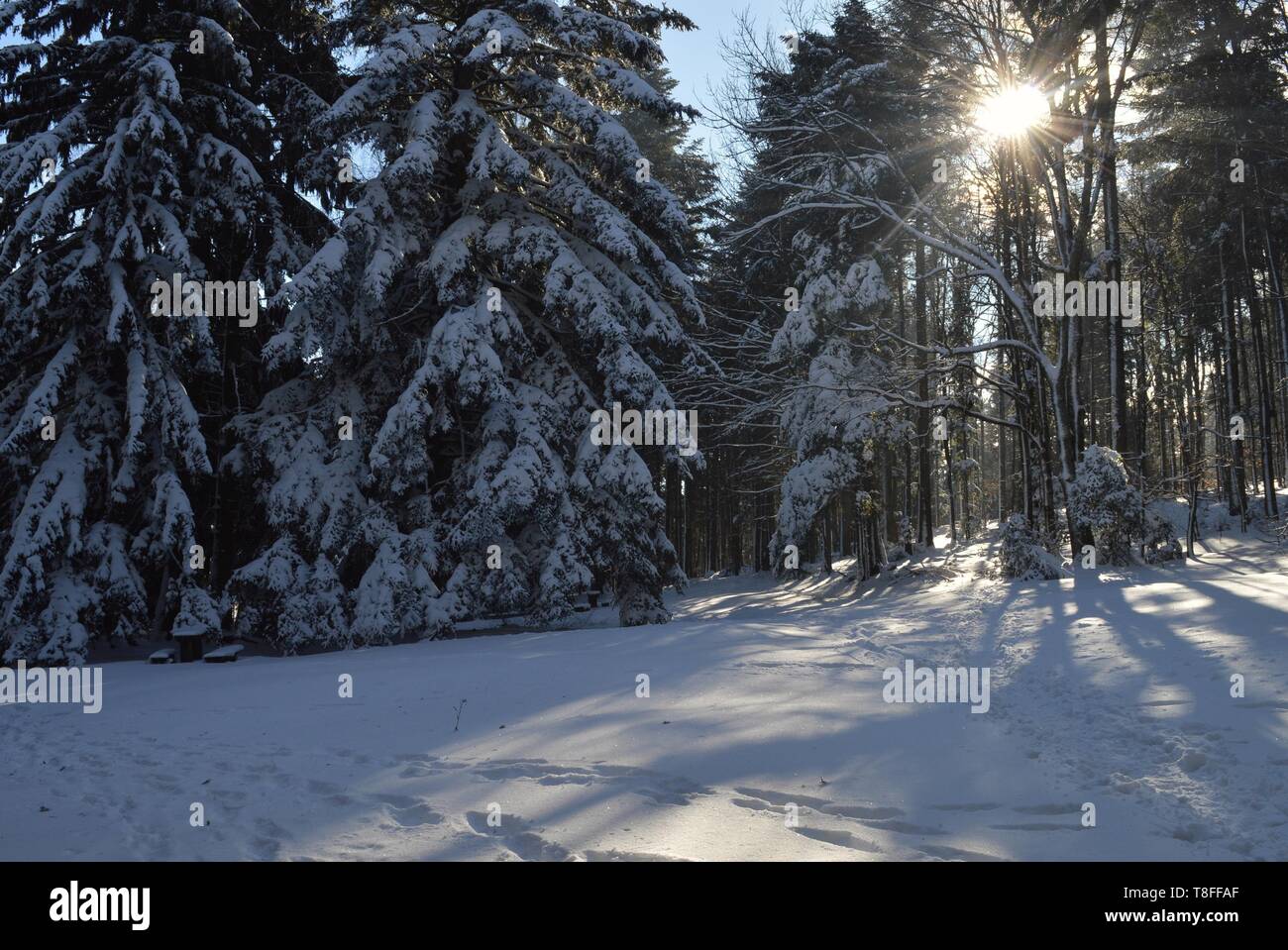 View sun beams through trees hi-res stock photography and images - Alamy