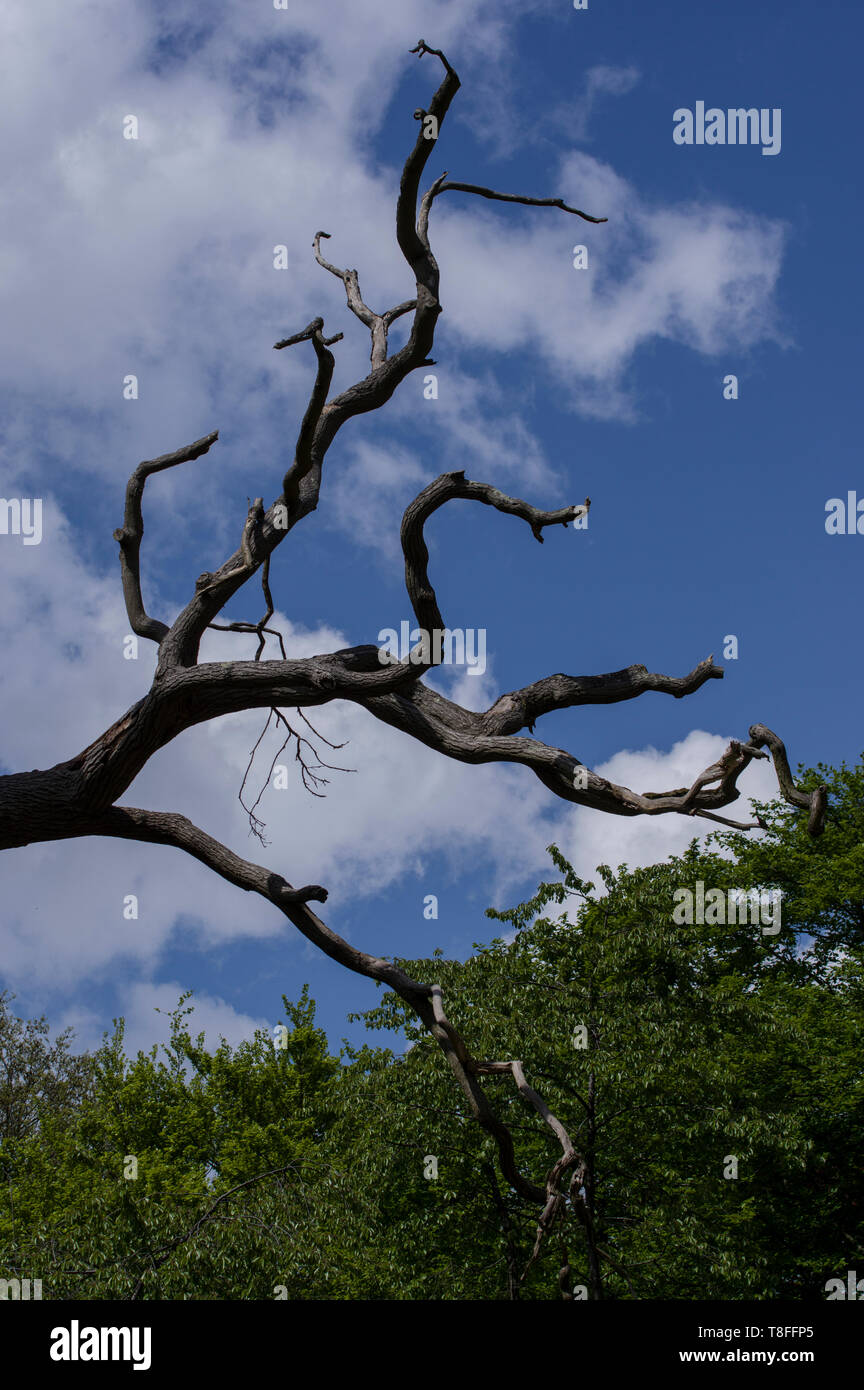 Spooky barren tree branches silhouetted against a blue sky on a sunny ...