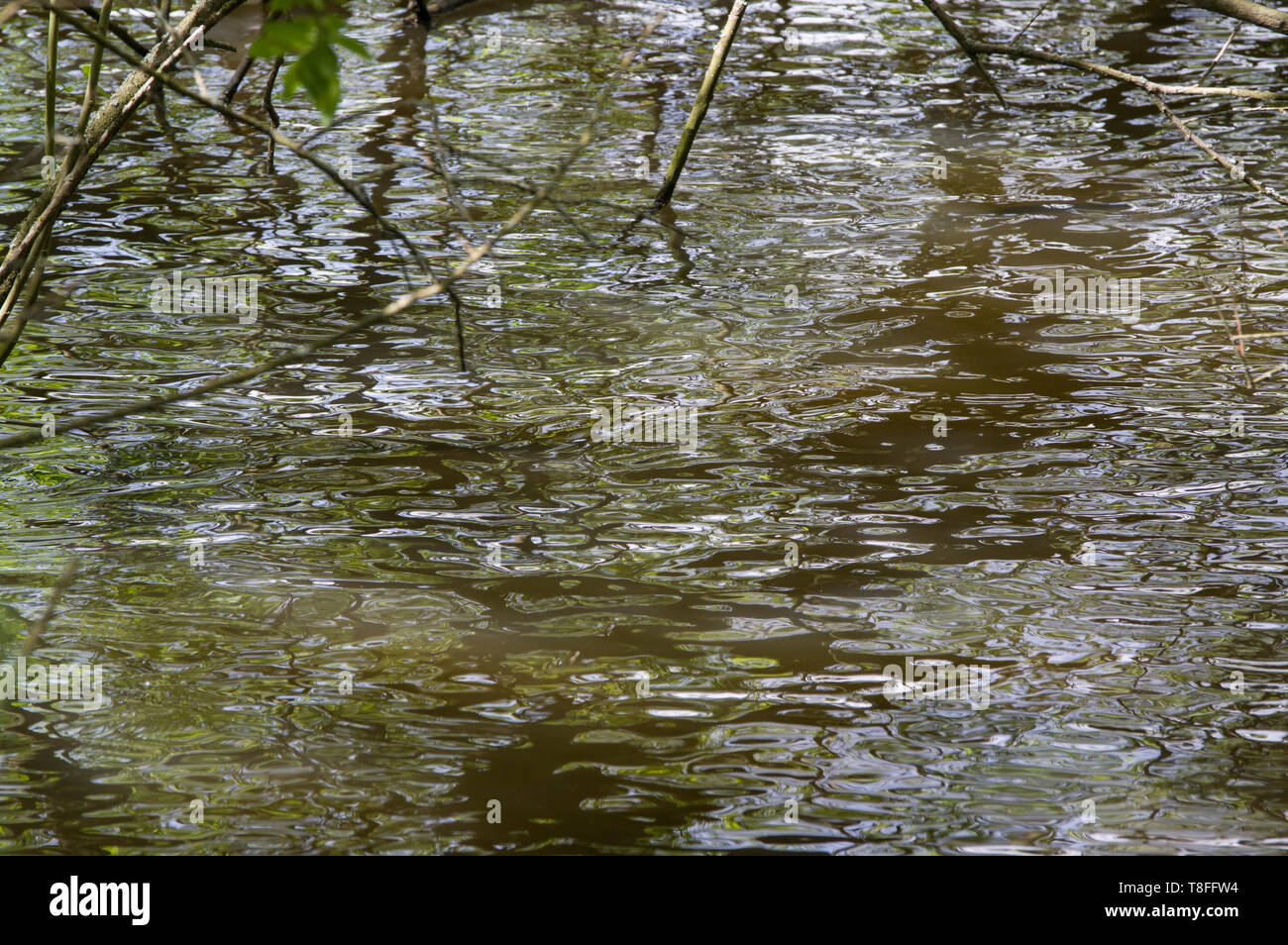 Tree branches reflected in water form an abstract greenish background ...