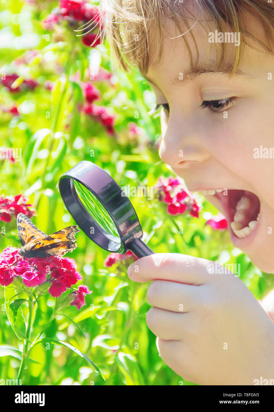 look in a magnifying glass butterfly sits on flowers. selective focus ...