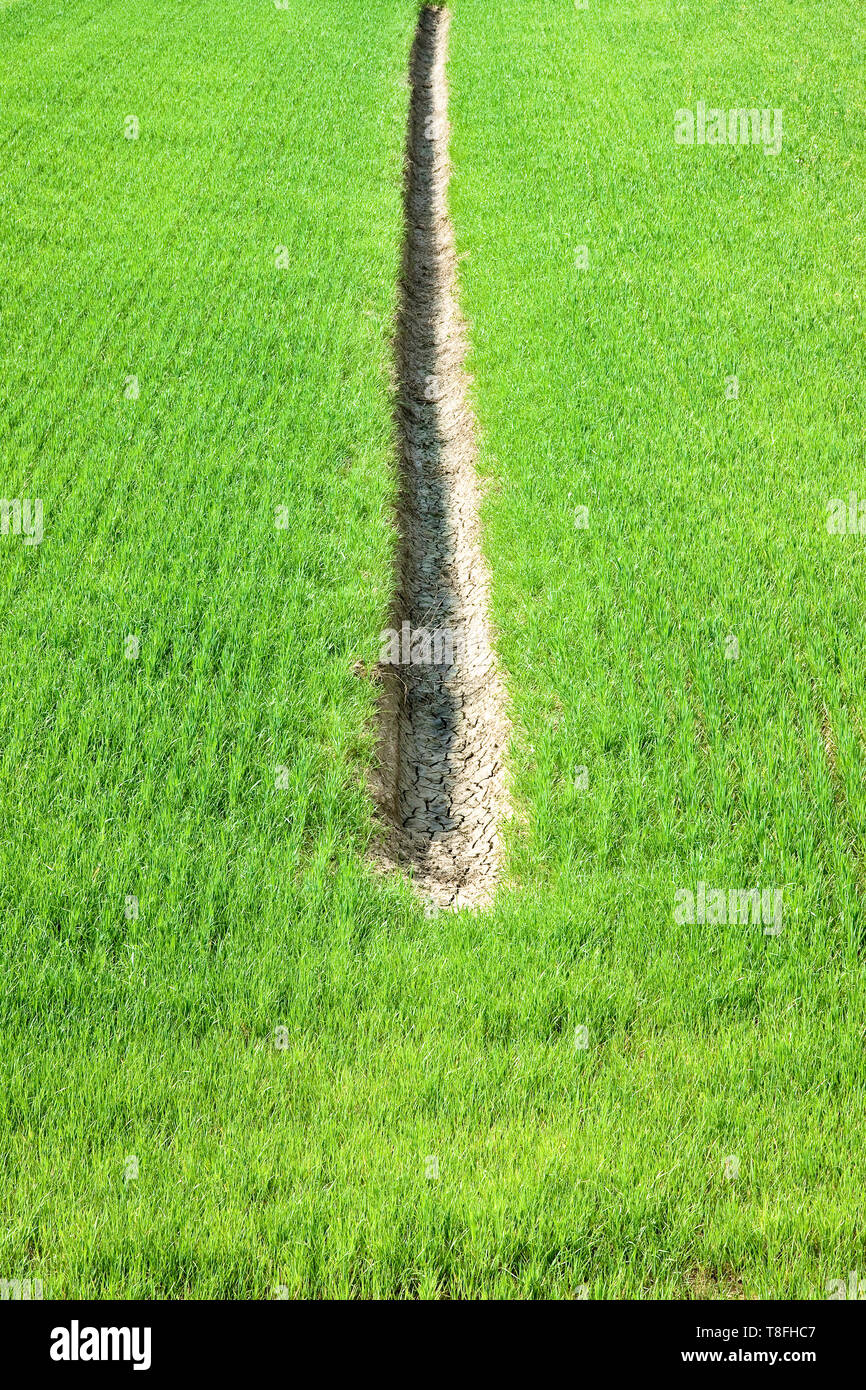 Wheat green field with a ditch, for collecting water, at the center ...