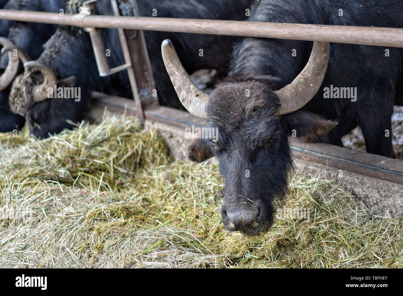 Buffalo farm, Cilento, italy Stock Photo - Alamy