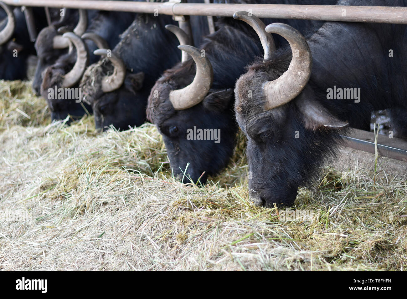 Buffalo farm, Cilento, italy Stock Photo - Alamy