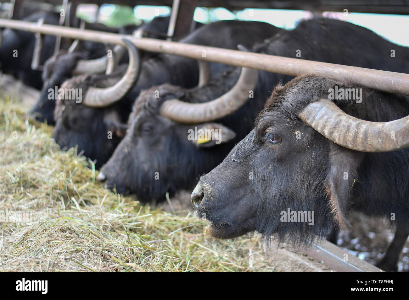 Buffalo farm, Cilento, italy Stock Photo - Alamy