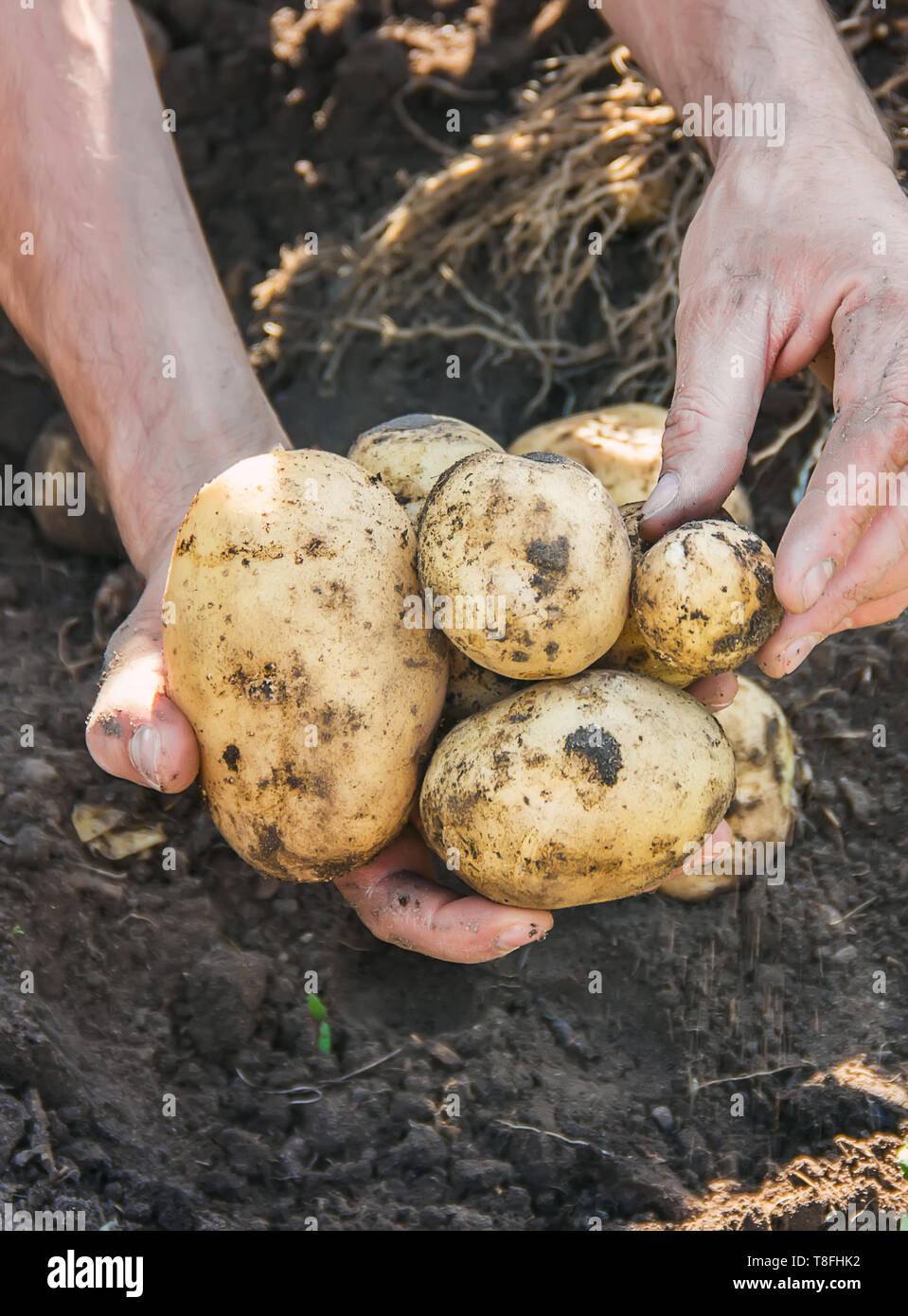 organic homemade vegetables in the hands of male potatoes. food Stock ...